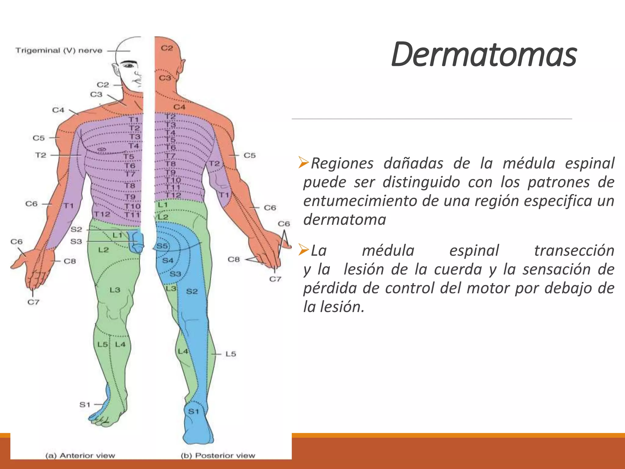 Nervios espinales y dermatomas | PPT