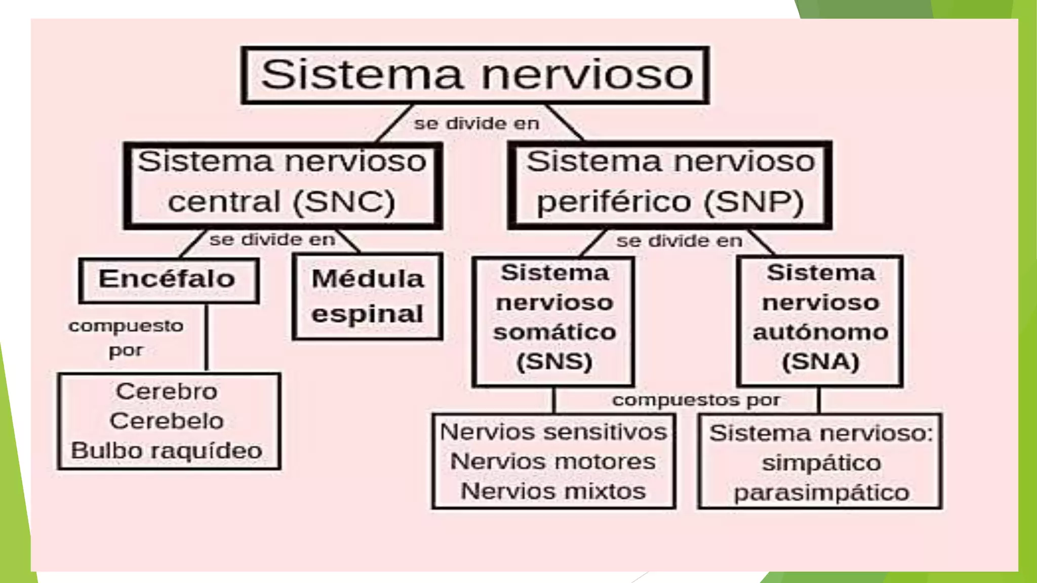 Nervios motores y sensitivos | PPTX