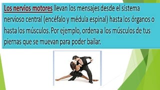 Nervios motores y sensitivos | PPTX