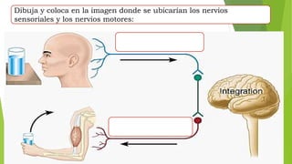 Nervios motores y sensitivos | PPTX