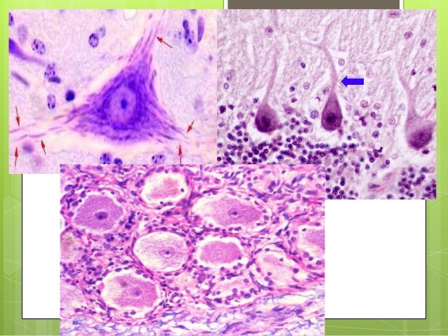 histología Nervioso
