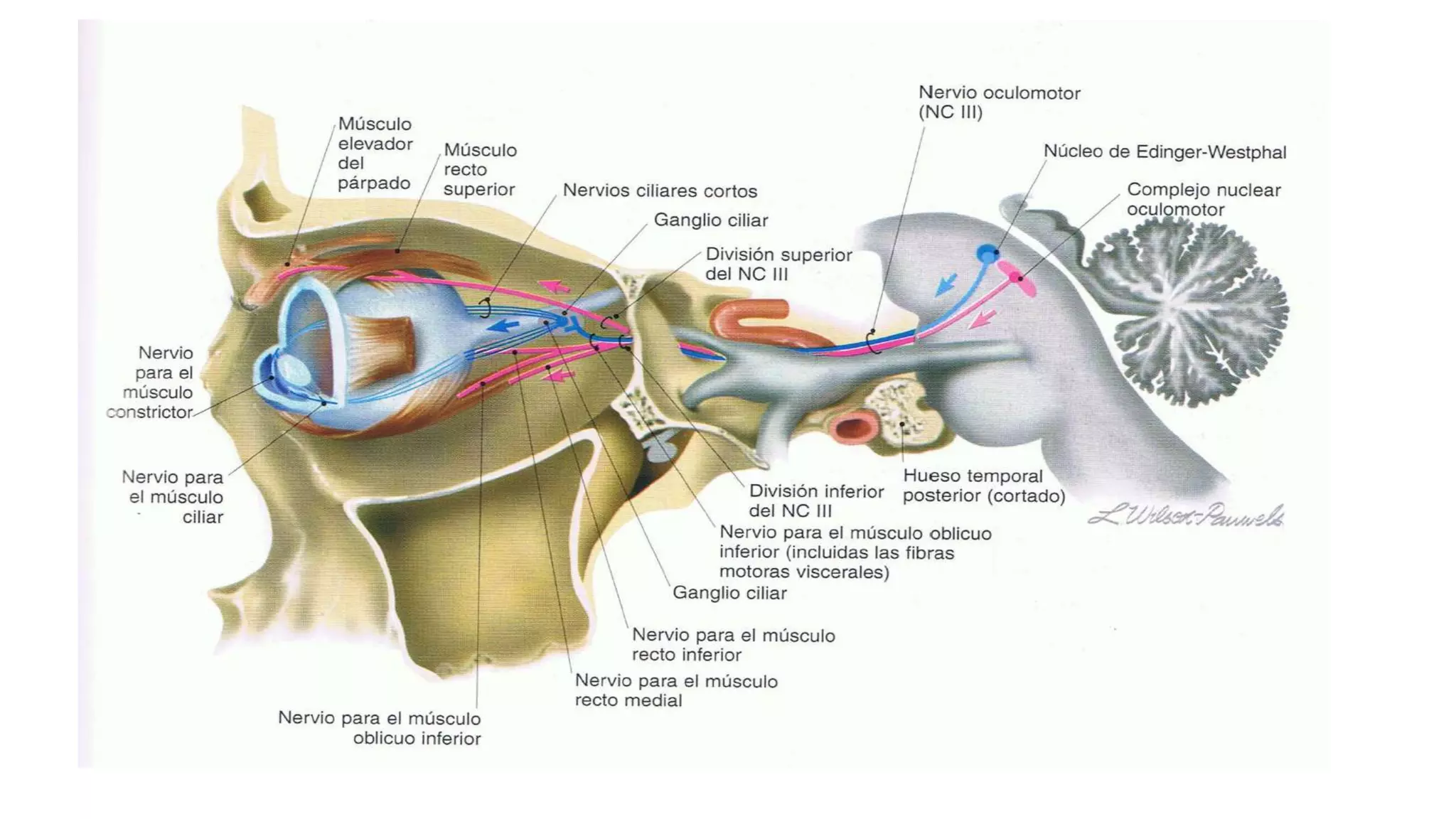 Nervios oculomotores | PPTX