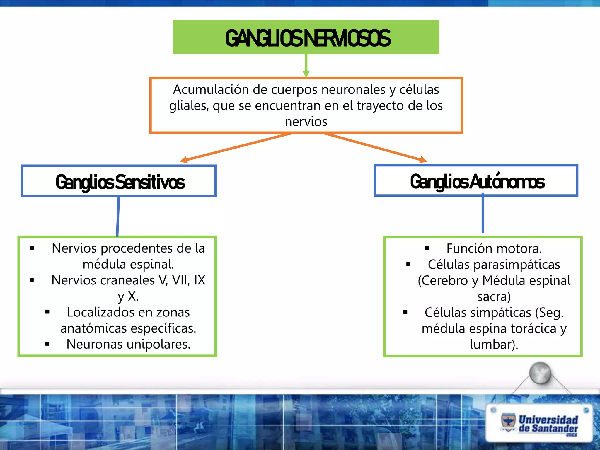 NERVIOS PERIFERICOS.ppt