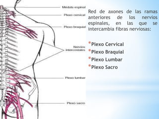 Plexo De Los Nervios Espinales