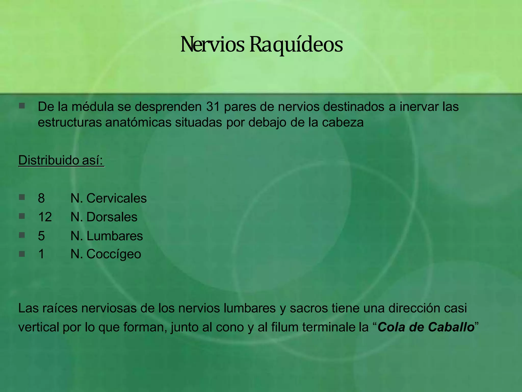 NERVIOS RAQUÍDEOS Y PLEXOS NERVIOSOS.pptx