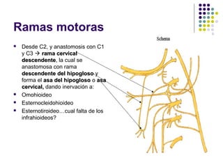 Nerviosraquideosplexocervical 101125212159-phpapp01 | PPT