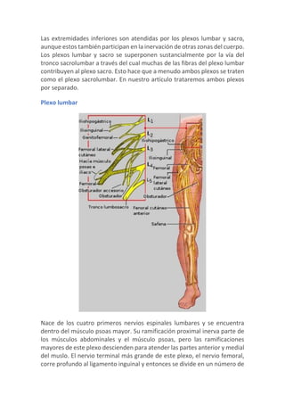 Nervios raquídeos | PDF