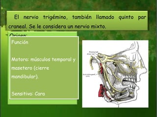 Nervio Trigemino | PPTX