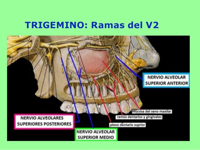 Nervio trigemino y facial exposicion