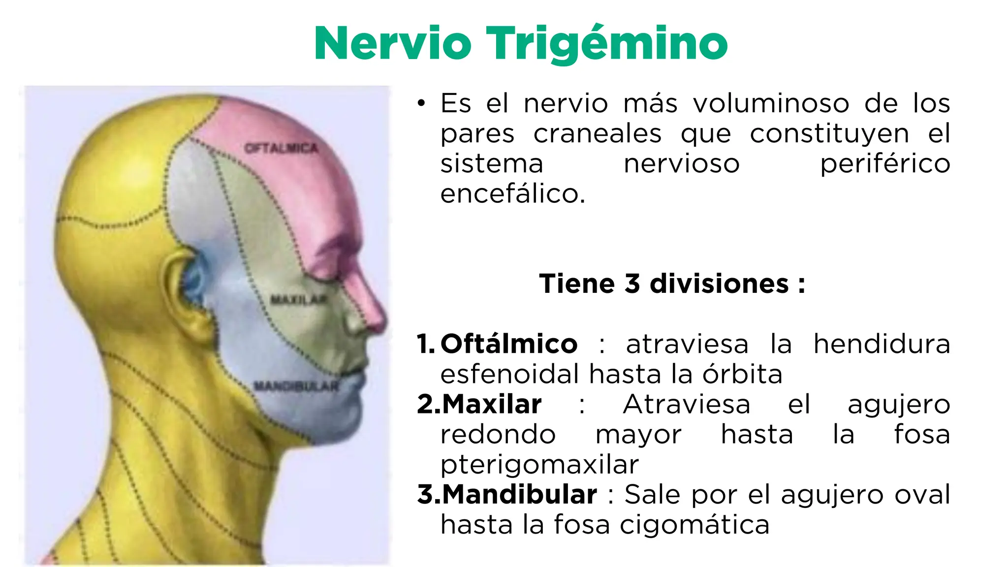 Nervio Trigemino y sus ramas odontología | PDF
