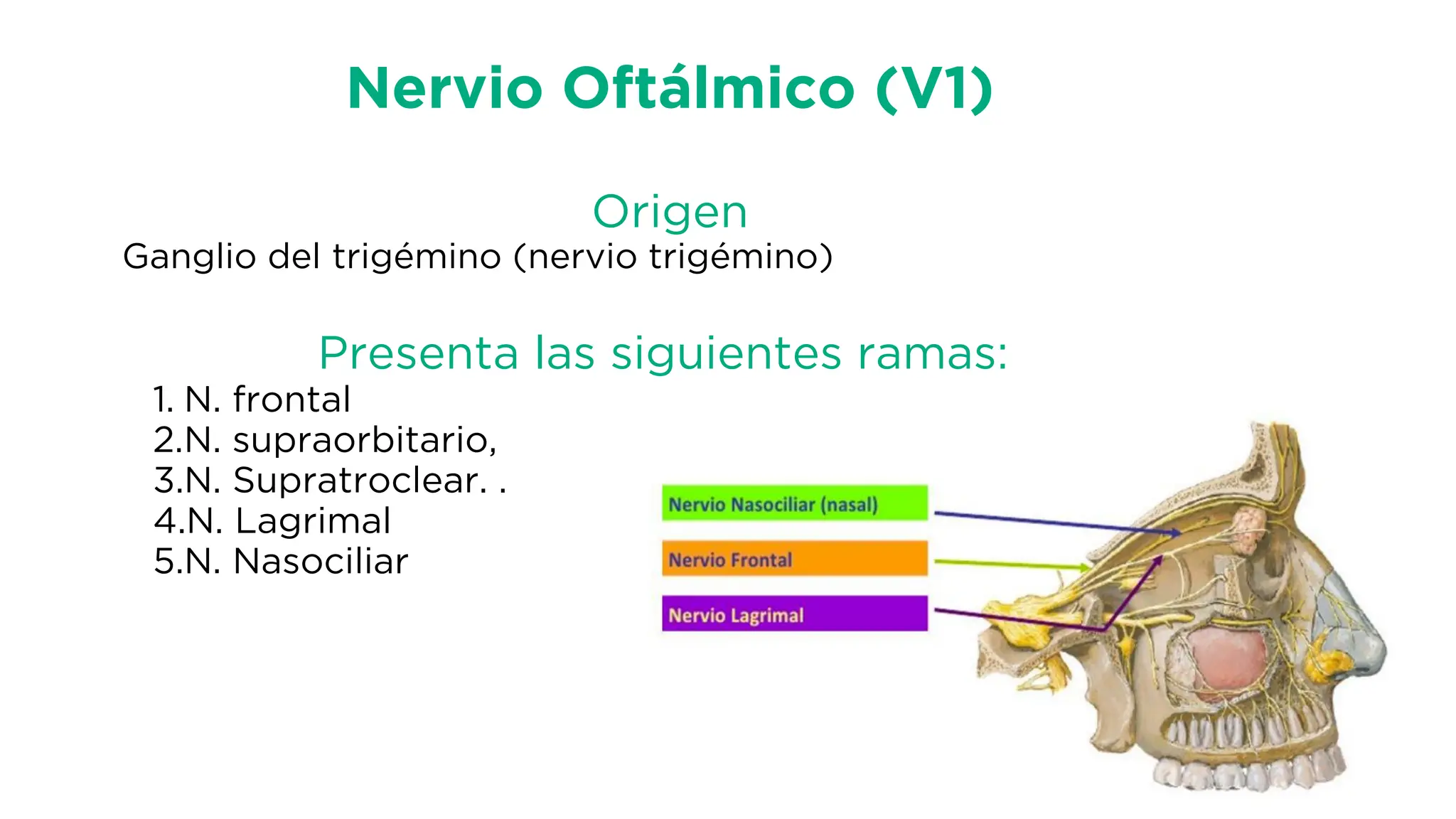 Nervio Trigemino y sus ramas odontología | PDF