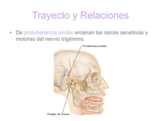 Nervio trigémino | PPTX