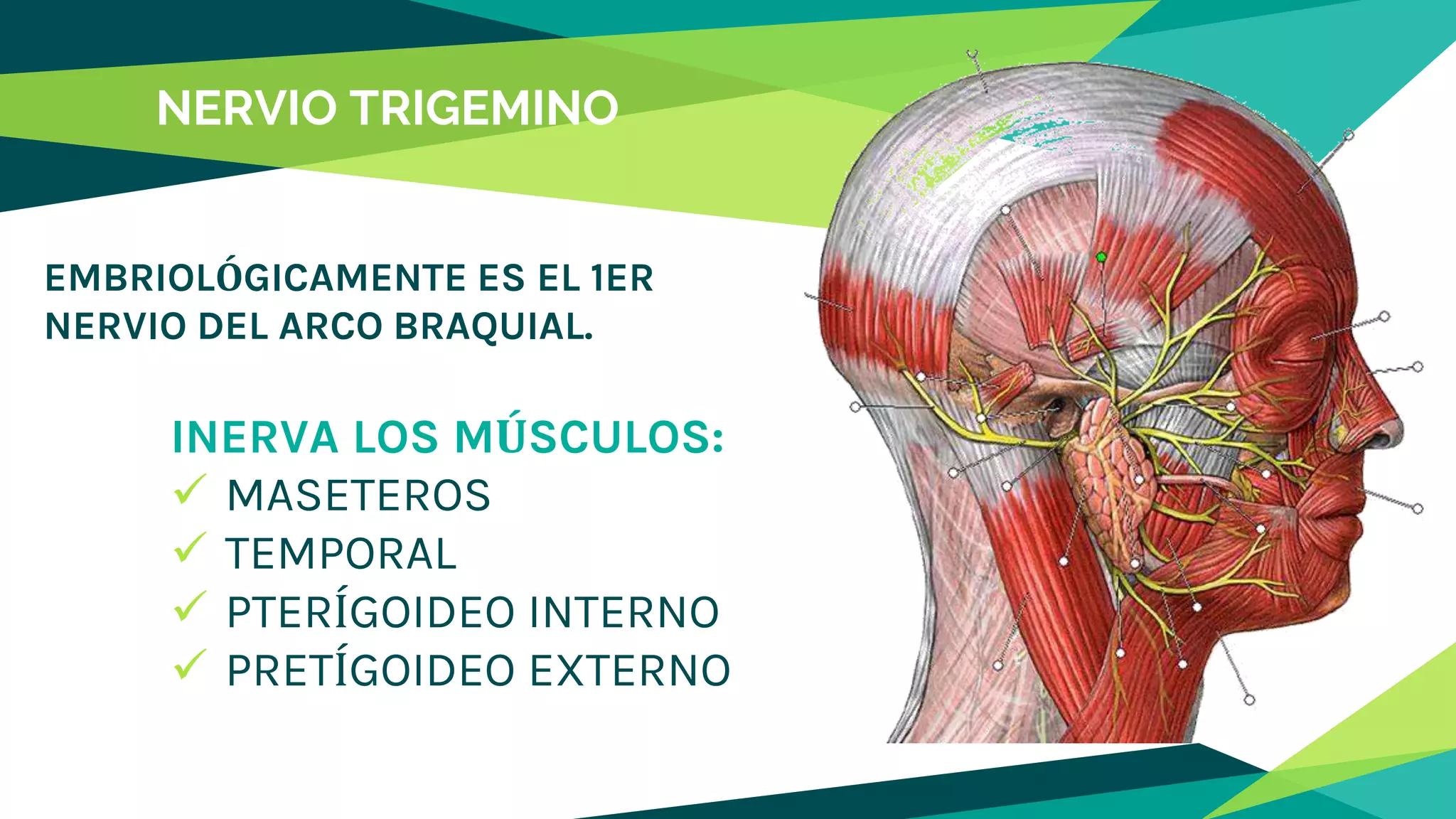 Nervio trigémino (5to par craneal) | PPTX