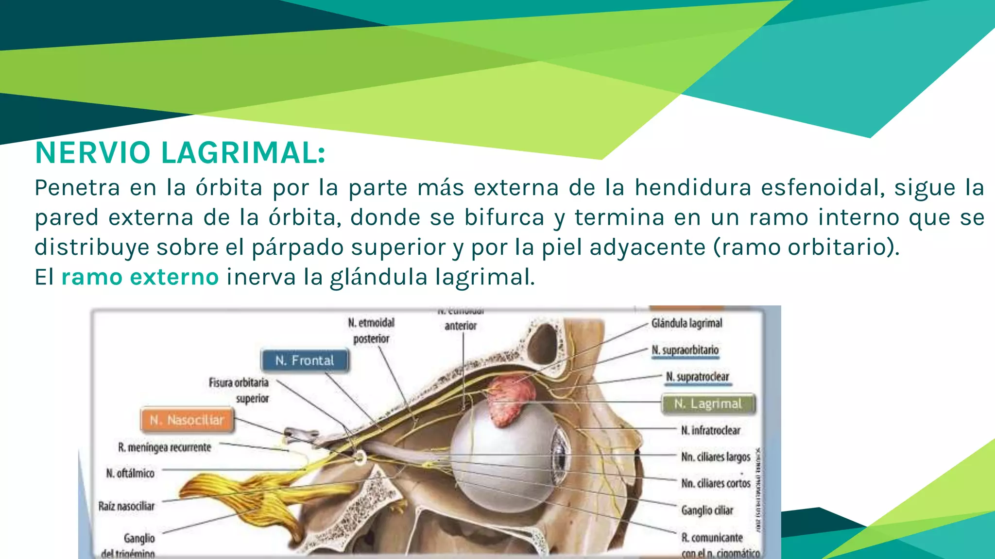 Nervio trigémino (5to par craneal) | PPTX