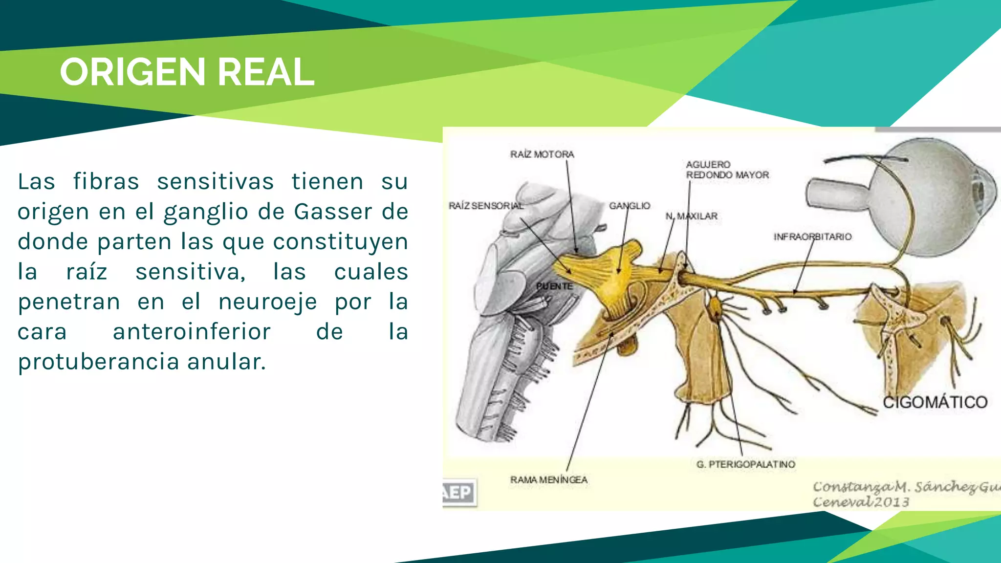 Nervio trigémino (5to par craneal) | PPTX