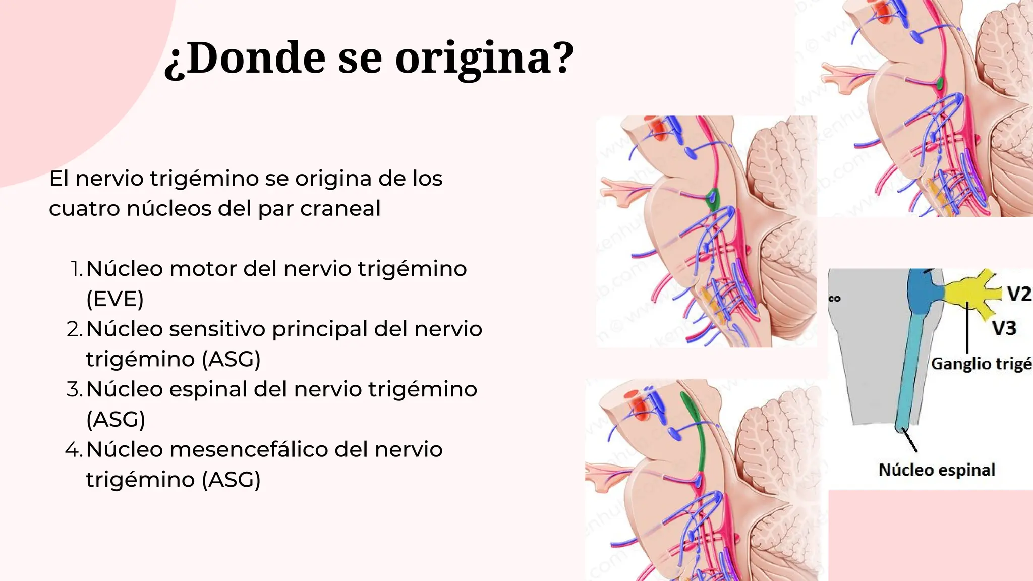 Nervio trigemino y sus partes en la anatomía | PPT