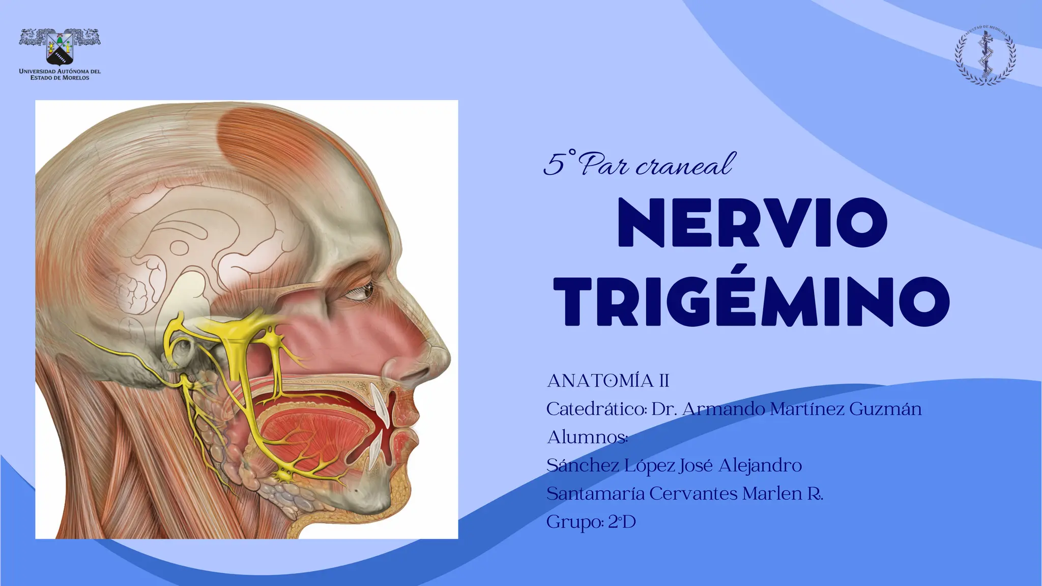 Nervio Trigmino El Nervio Craneal Ms Grande 1166 Palabras