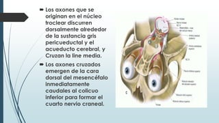 Función Del Nervio Troclear