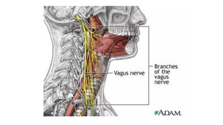 NERVIO VAGO presentacion anatomjyttjtia fisiologia | PPTX