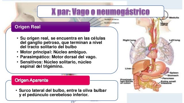 Nervio vago o neumogastrico X par craneal