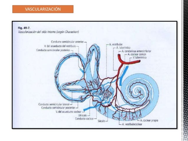 oido interno -imagenes