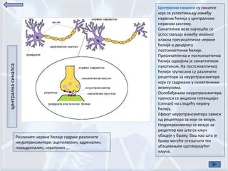 Нервни систем | PPTX