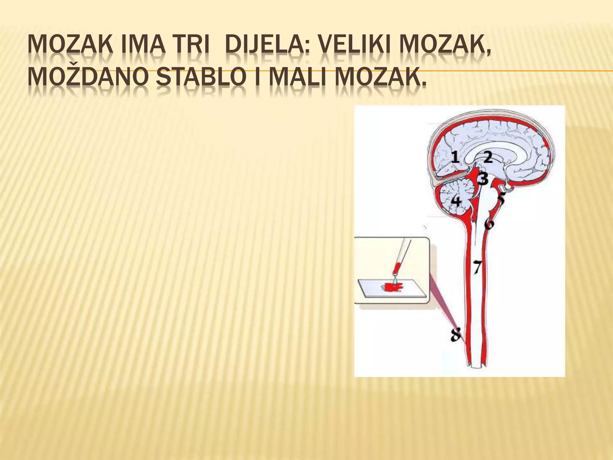 Nervni sistem | PPTX