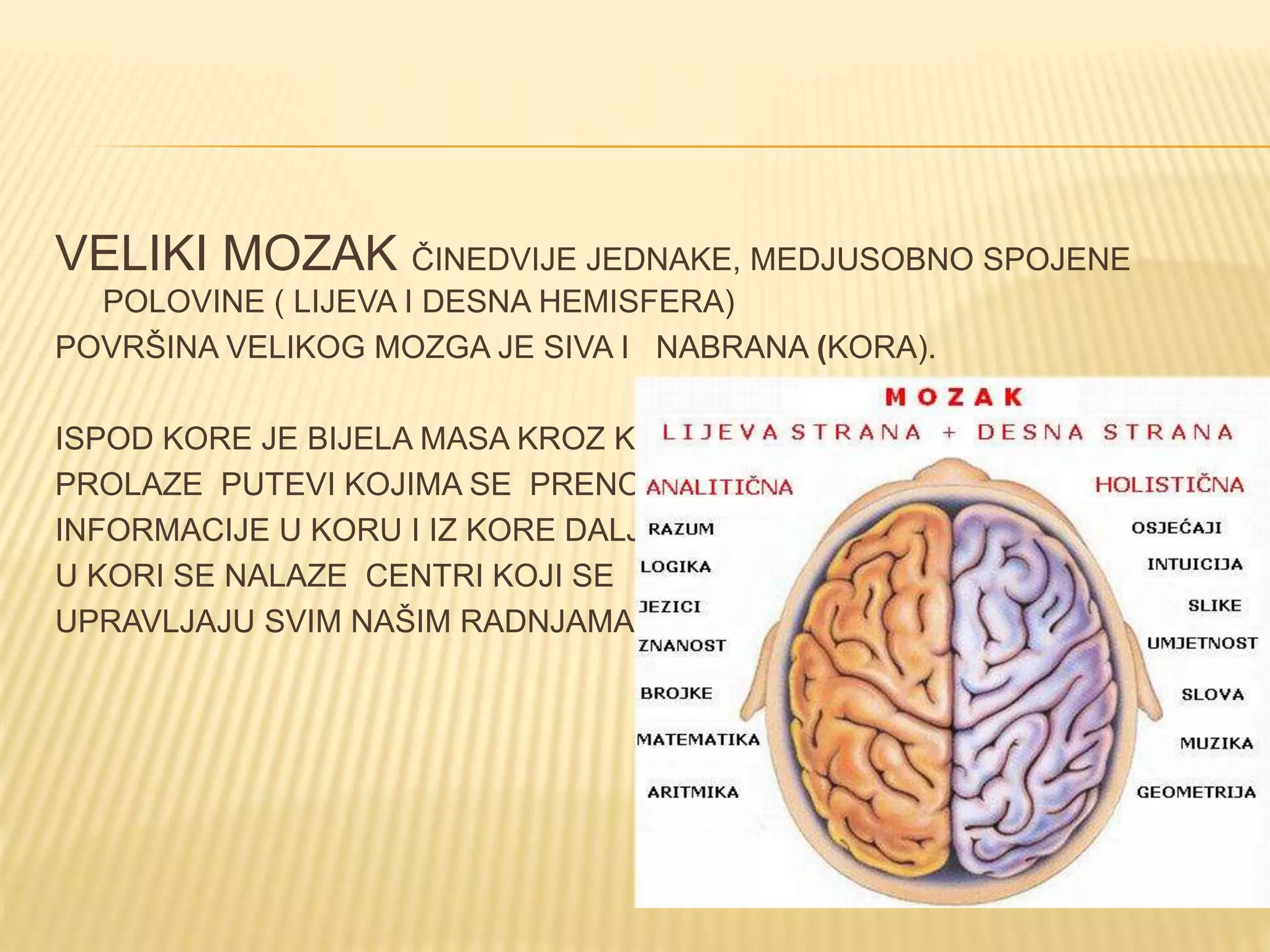 Nervni sistem | PPTX