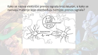 Nervni sistem | PPTX