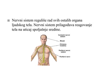 Nervni sistem.pptx
