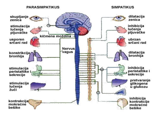 Nervni sistem.pptx | Free Download