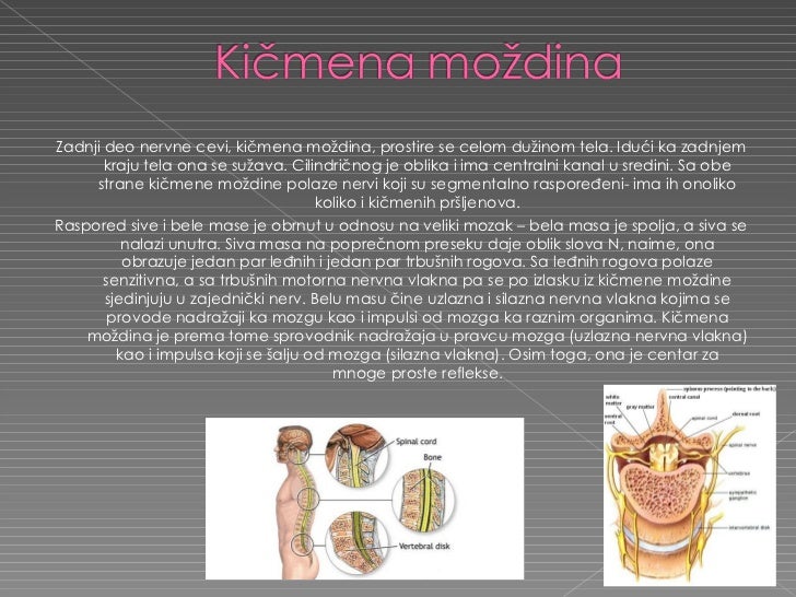Nervni sistem - Jelena Stojanović - Jasmina Miljković