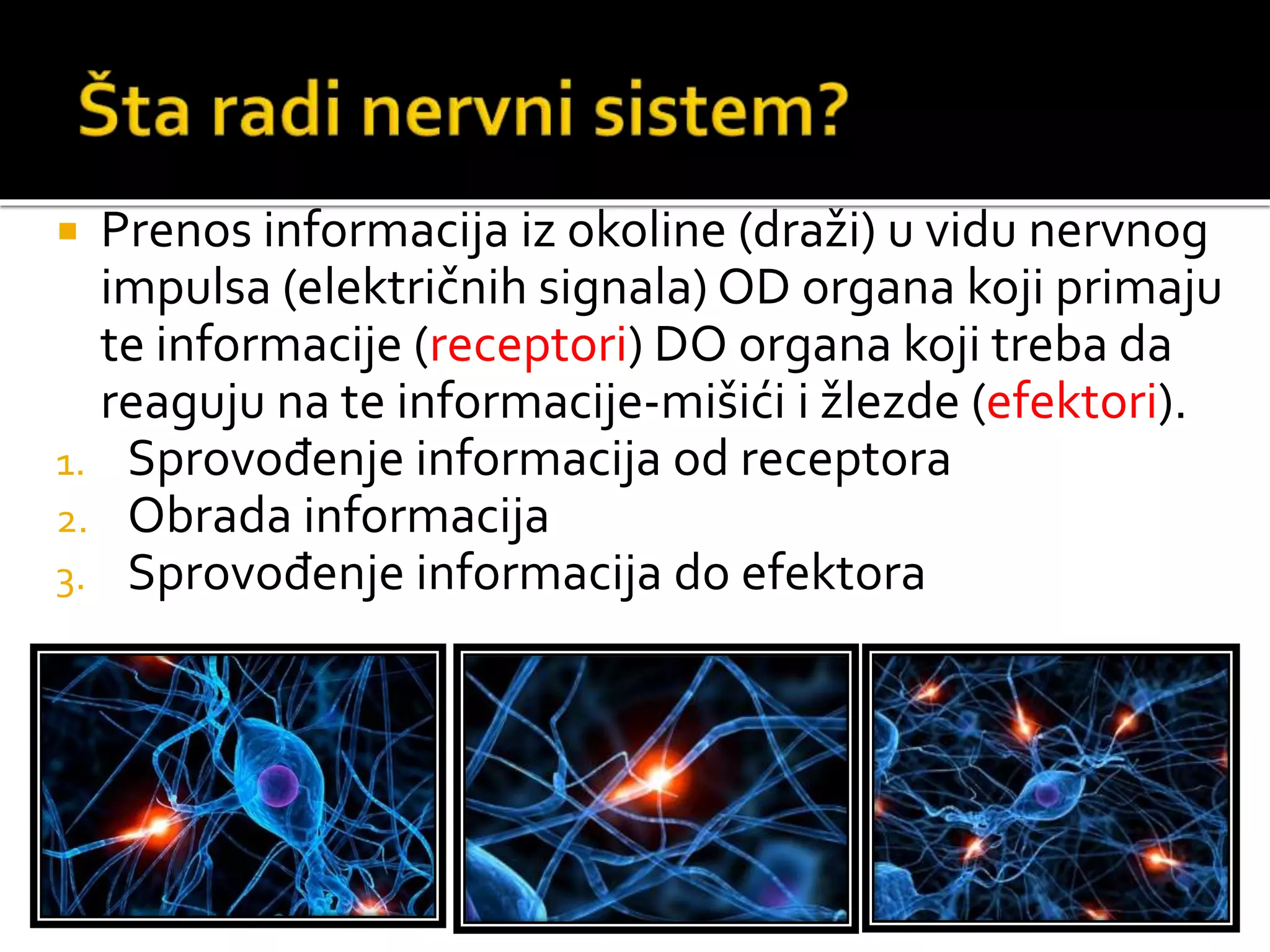 Nervni sistem-osnovna građa | PPTX