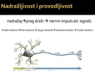 Nervni sistem-osnovna građa | PPTX