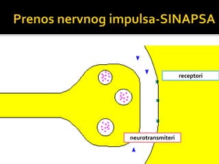 Nervni sistem-osnovna građa | PPTX