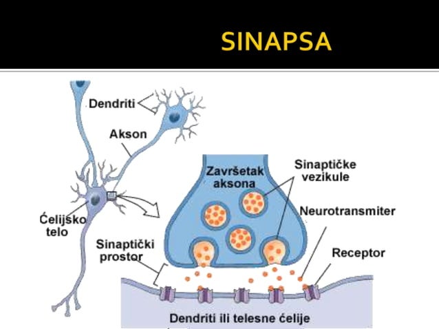 Nervni sistem-osnovna građa | PPT