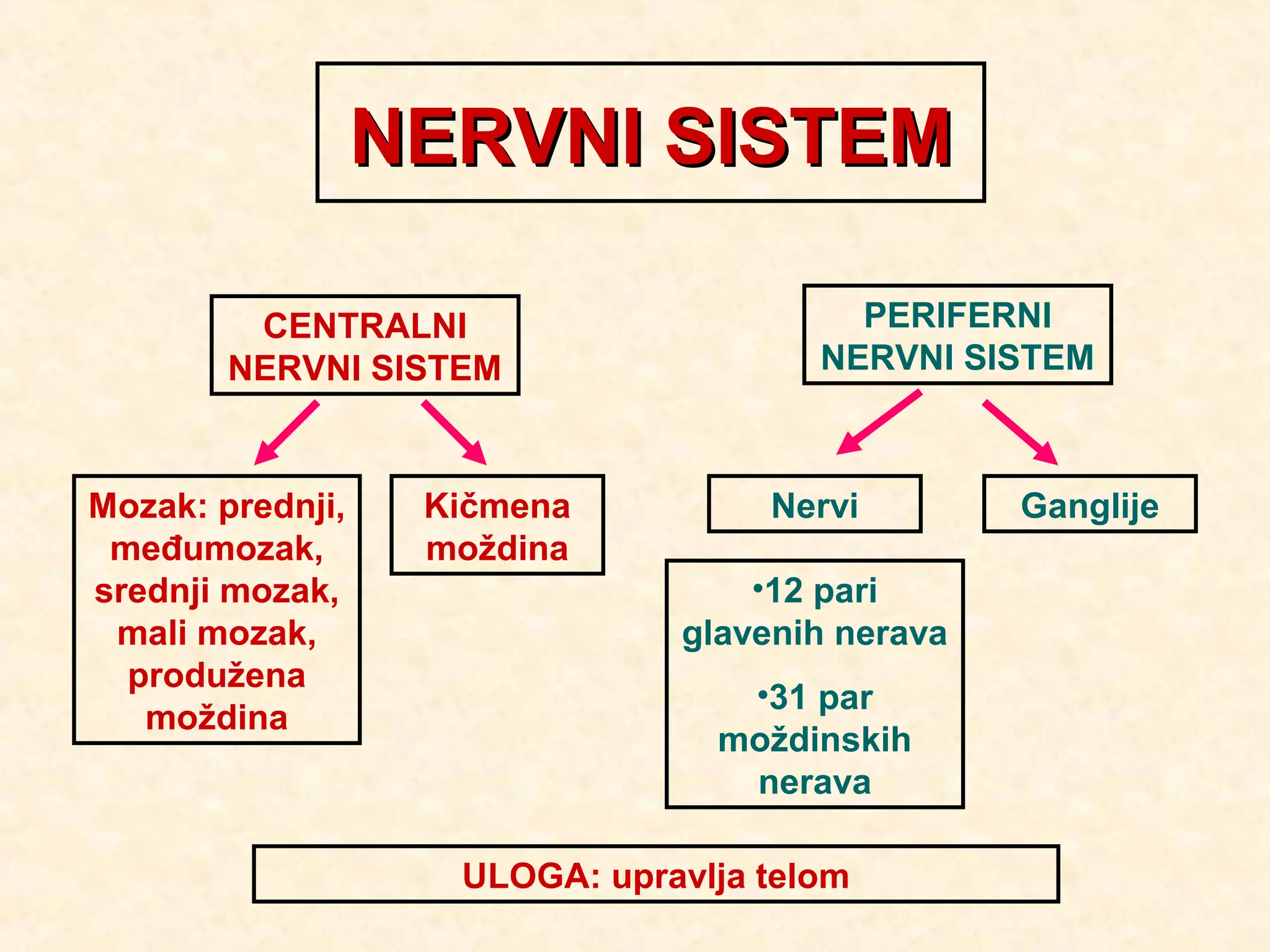 Nervni sistem uvod | PPT