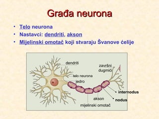 Nervni sistem uvod | PPS