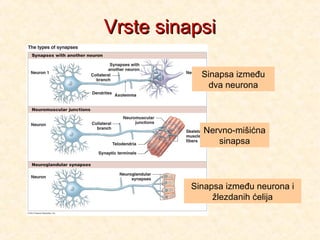 Nervni sistem uvod | PPS