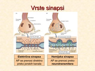 Nervni sistem uvod | PPS