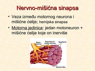 Nervni sistem uvod | PPS