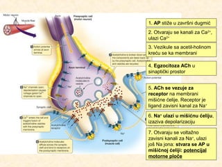 Nervni sistem uvod | PPS