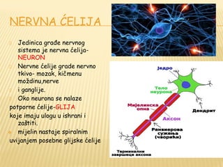 nervni sistem dobar Biologija za osmi razred.pdf