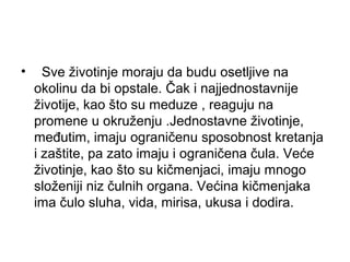 Nervni sistem i cula ppt | PPT