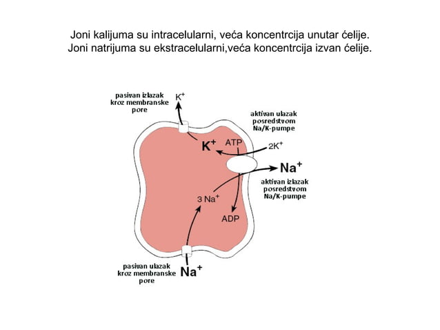 Nervni sistem nervni impuls | PPT