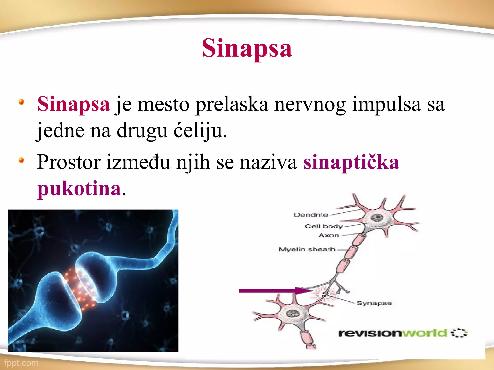 Nervni sistem čoveka | PPT