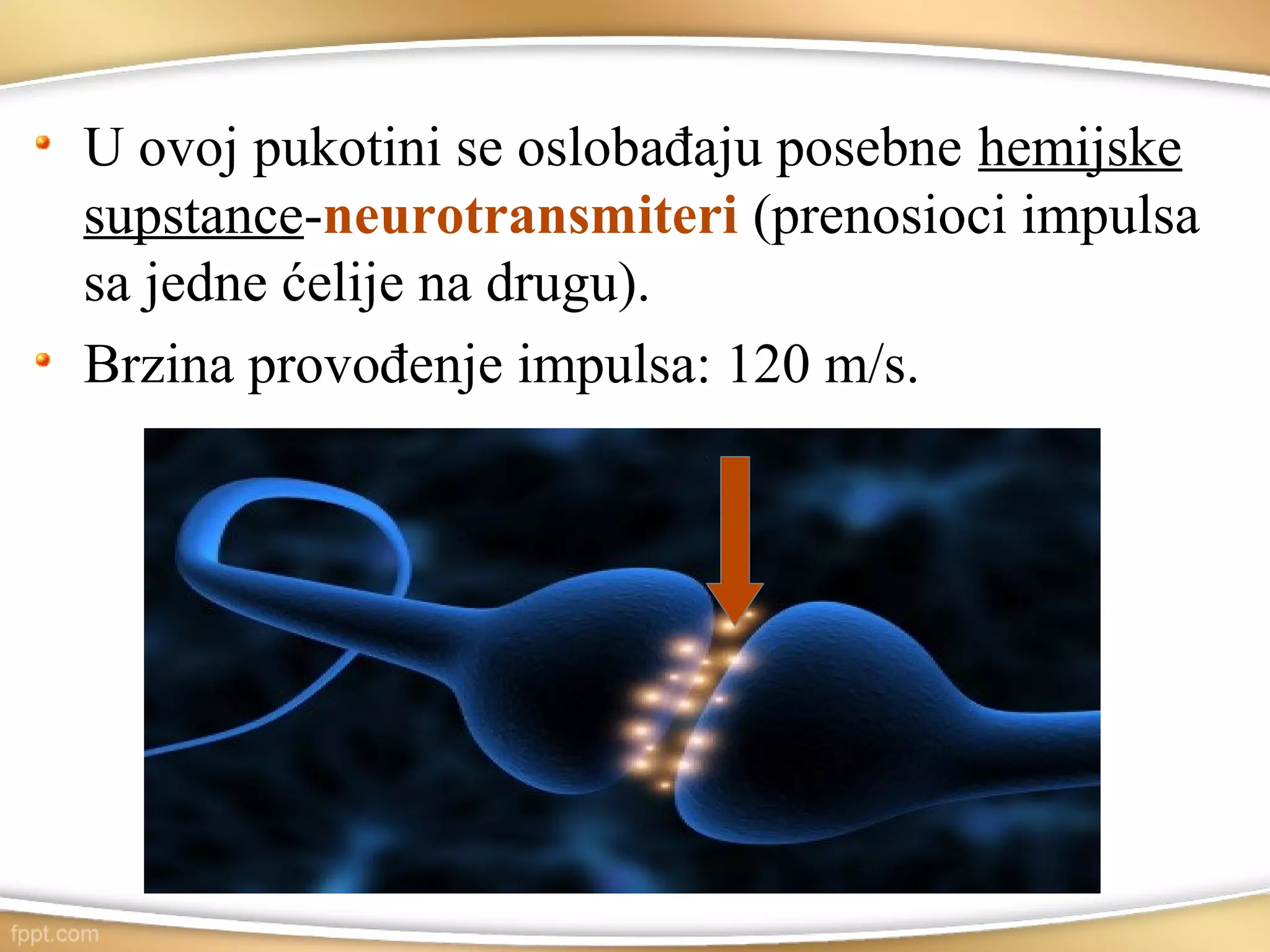 Nervni sistem čoveka | PPT