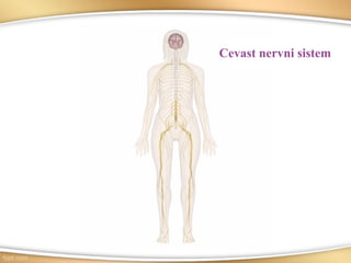 Nervni sistem čoveka | PPT
