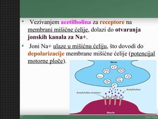 Nervno mišićna sinapsa | PPT