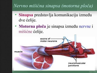 Nervno mišićna sinapsa | PPT